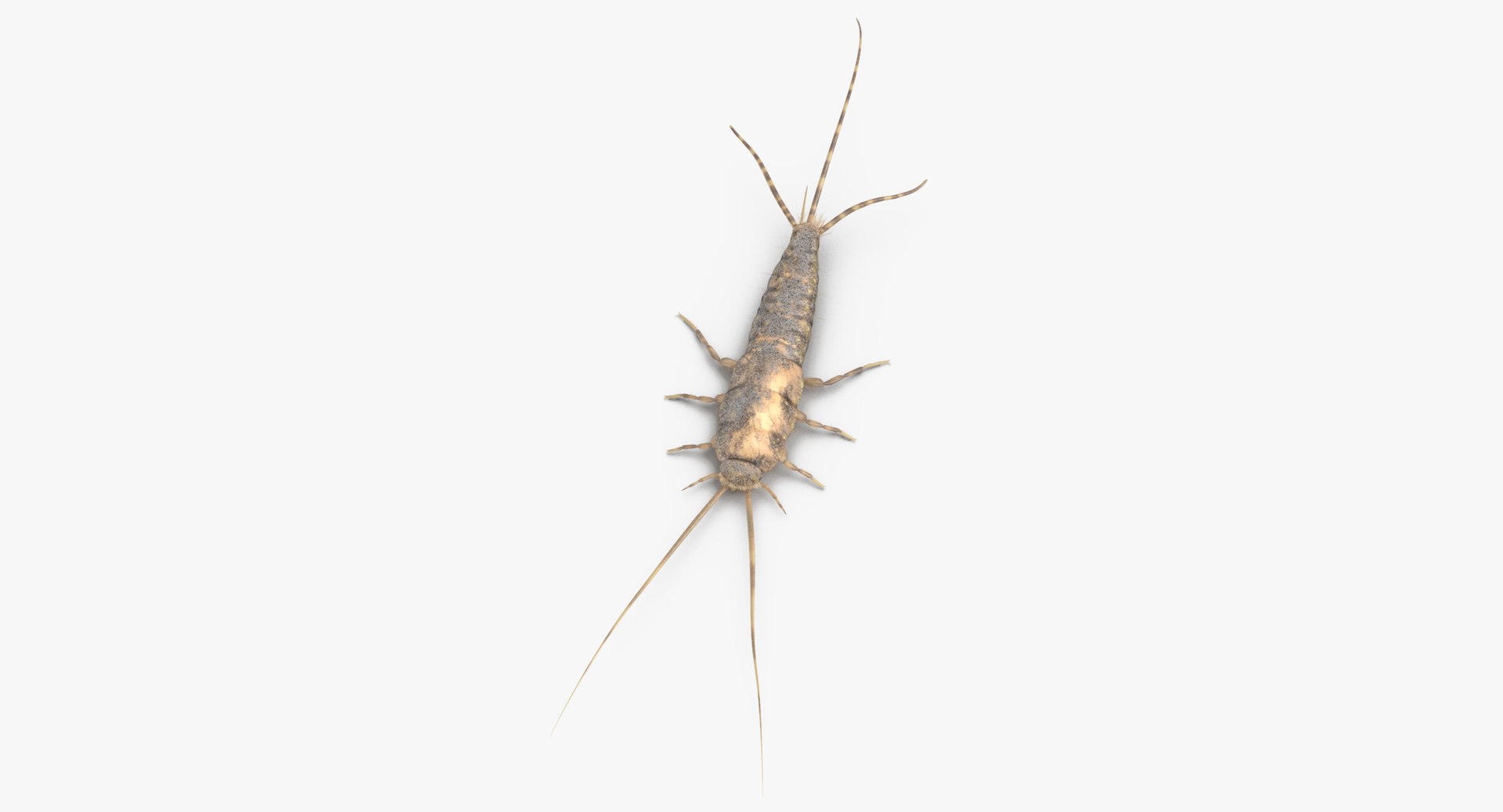 Silverfish standing 3D model - TurboSquid 1375577