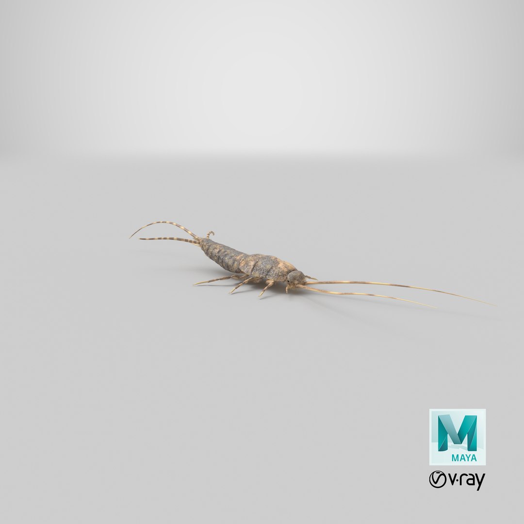 Silverfish Standing 3D Model - TurboSquid 1375577