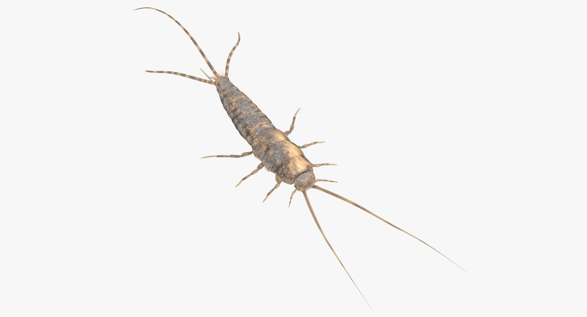 Silverfish standing 3D model - TurboSquid 1375577
