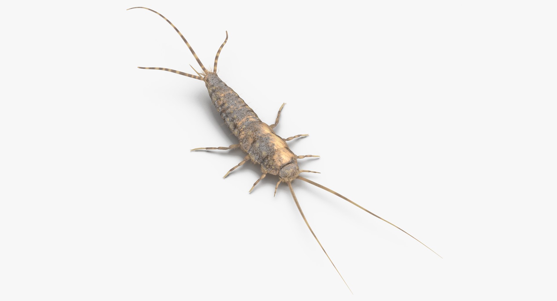 Silverfish Standing 3D Model - TurboSquid 1375577