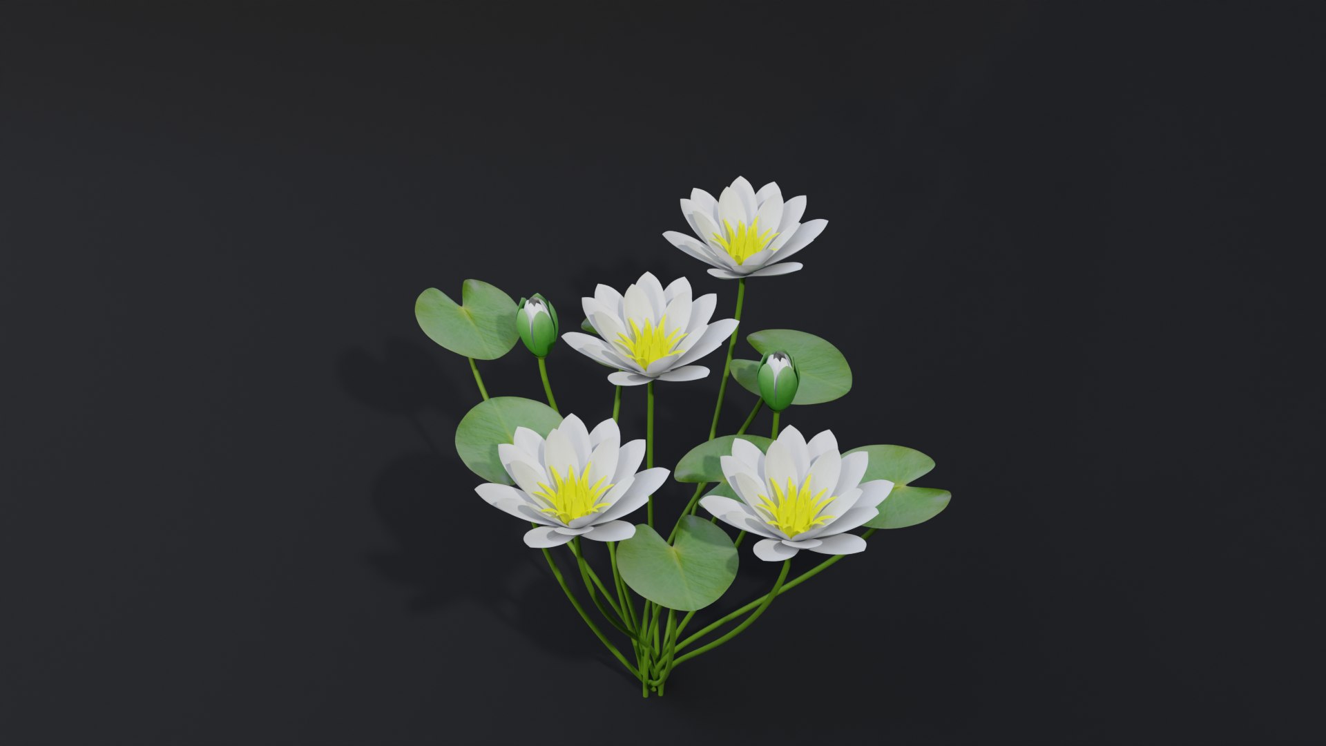 3D Water Lily White Model - TurboSquid 2073367