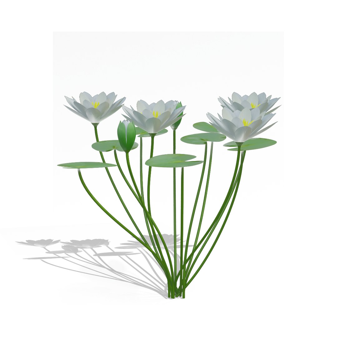 3D Water Lily White Model - TurboSquid 2073367