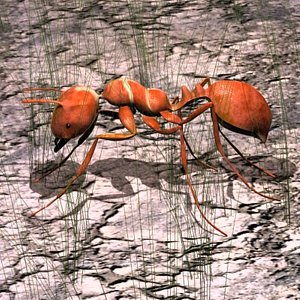 3D Fire Ant Models - Browse & Download Formats - TurboSquid