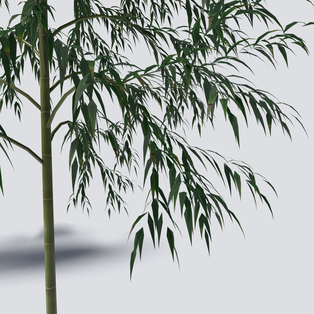 Bamboo Blender Cycles 3D Model - TurboSquid 1328615