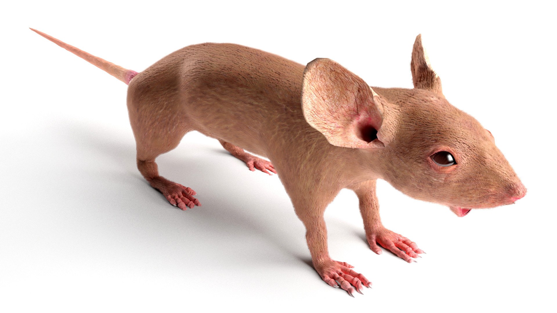 Fancy Mouse 3D Model - TurboSquid 1363760