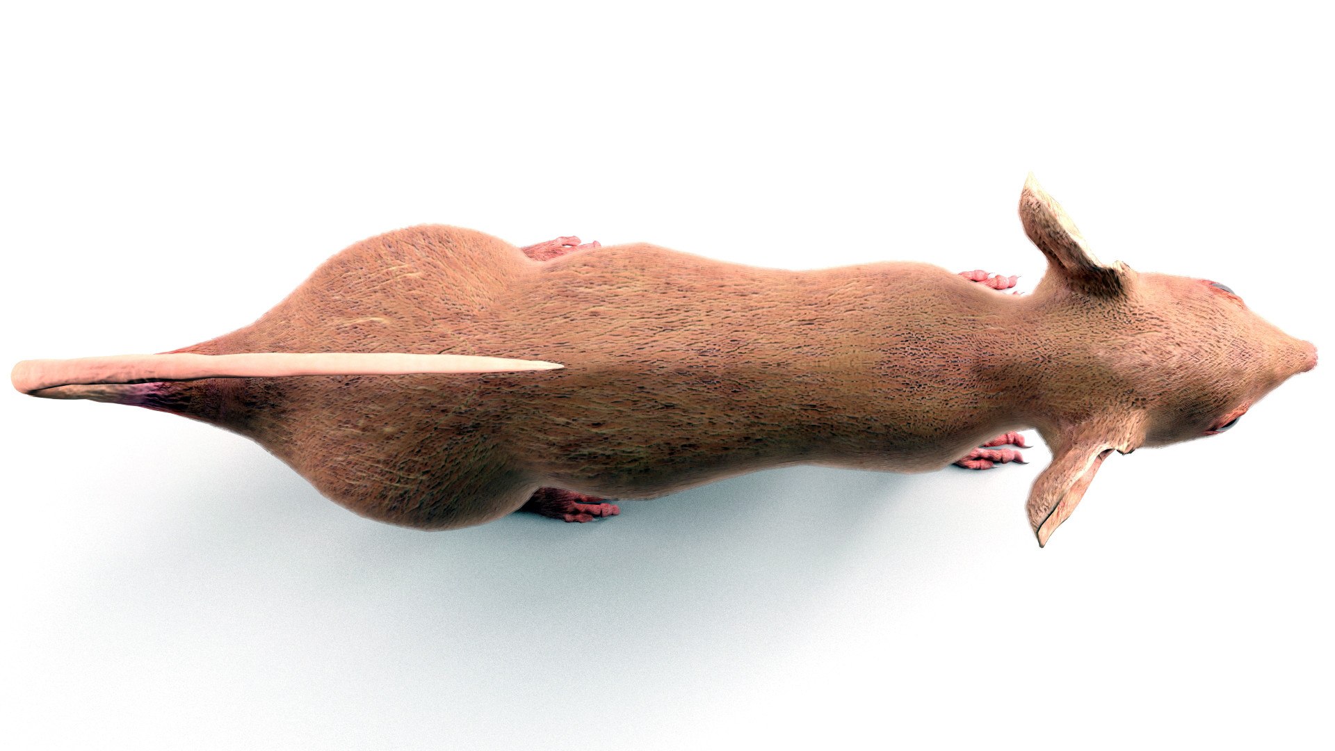 Fancy Mouse 3D Model - TurboSquid 1363760