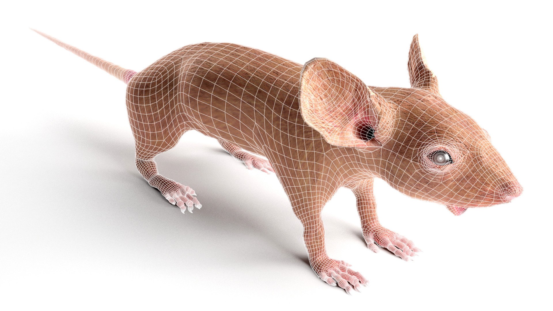 Fancy Mouse 3D Model - TurboSquid 1363760