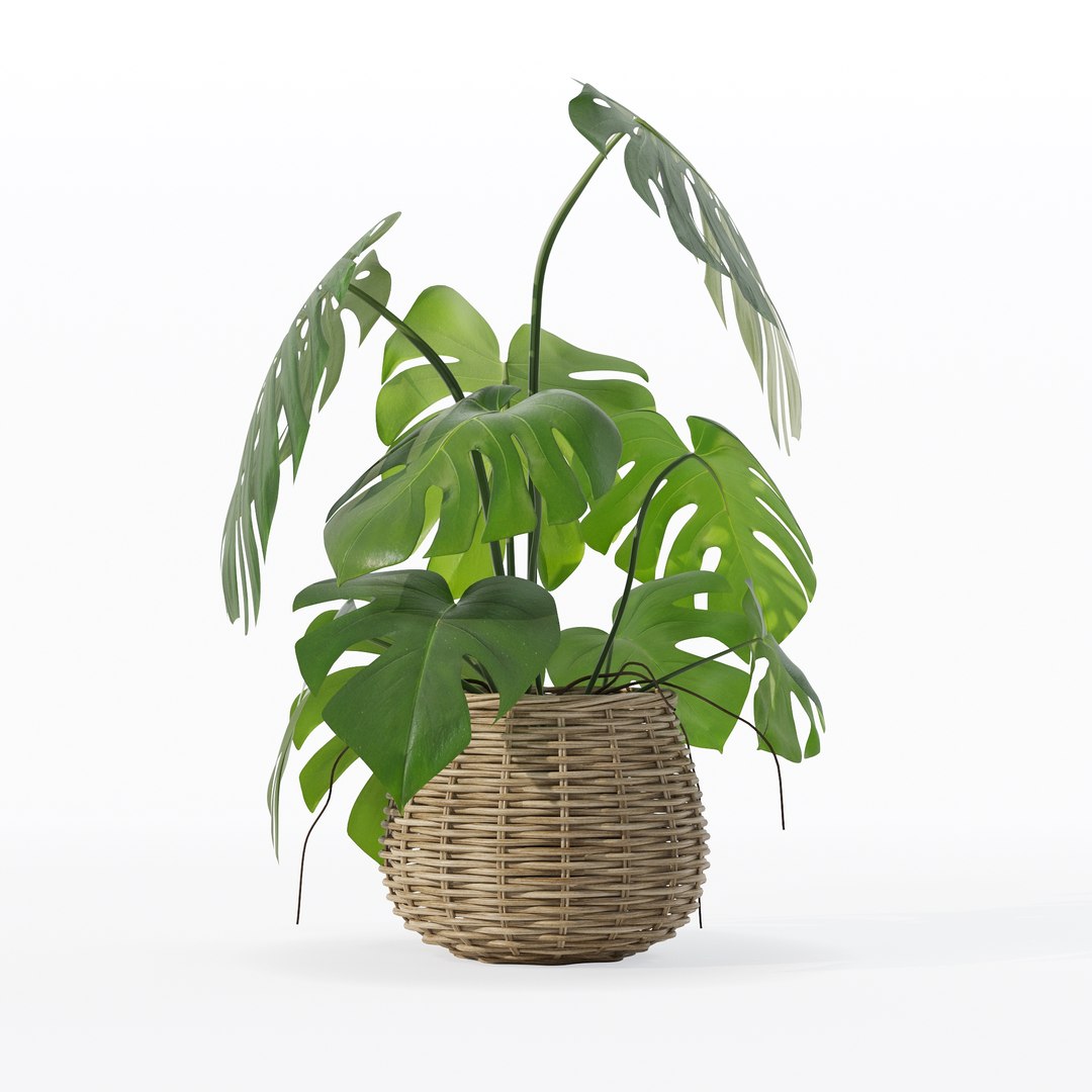 Monstera In Rattan Flower Pot 3D Model - TurboSquid 2186520