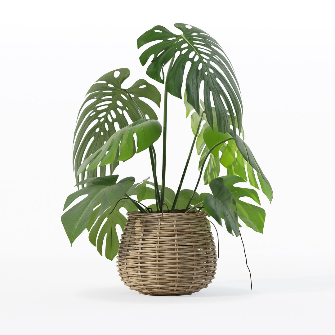 Monstera In Rattan Flower Pot 3D Model - TurboSquid 2186520