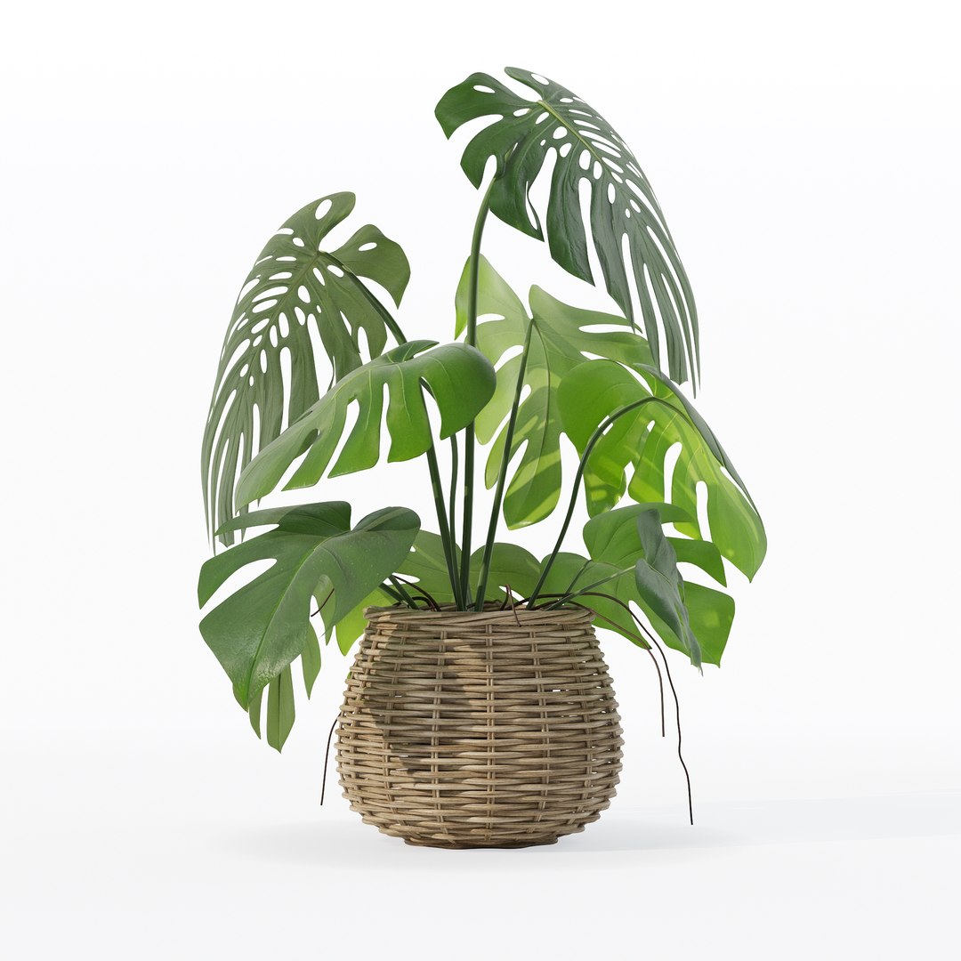 Monstera In Rattan Flower Pot 3D Model - TurboSquid 2186520