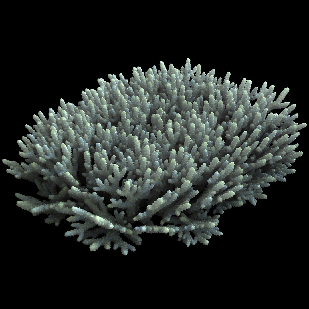 Acropora Coral 2 3d Model