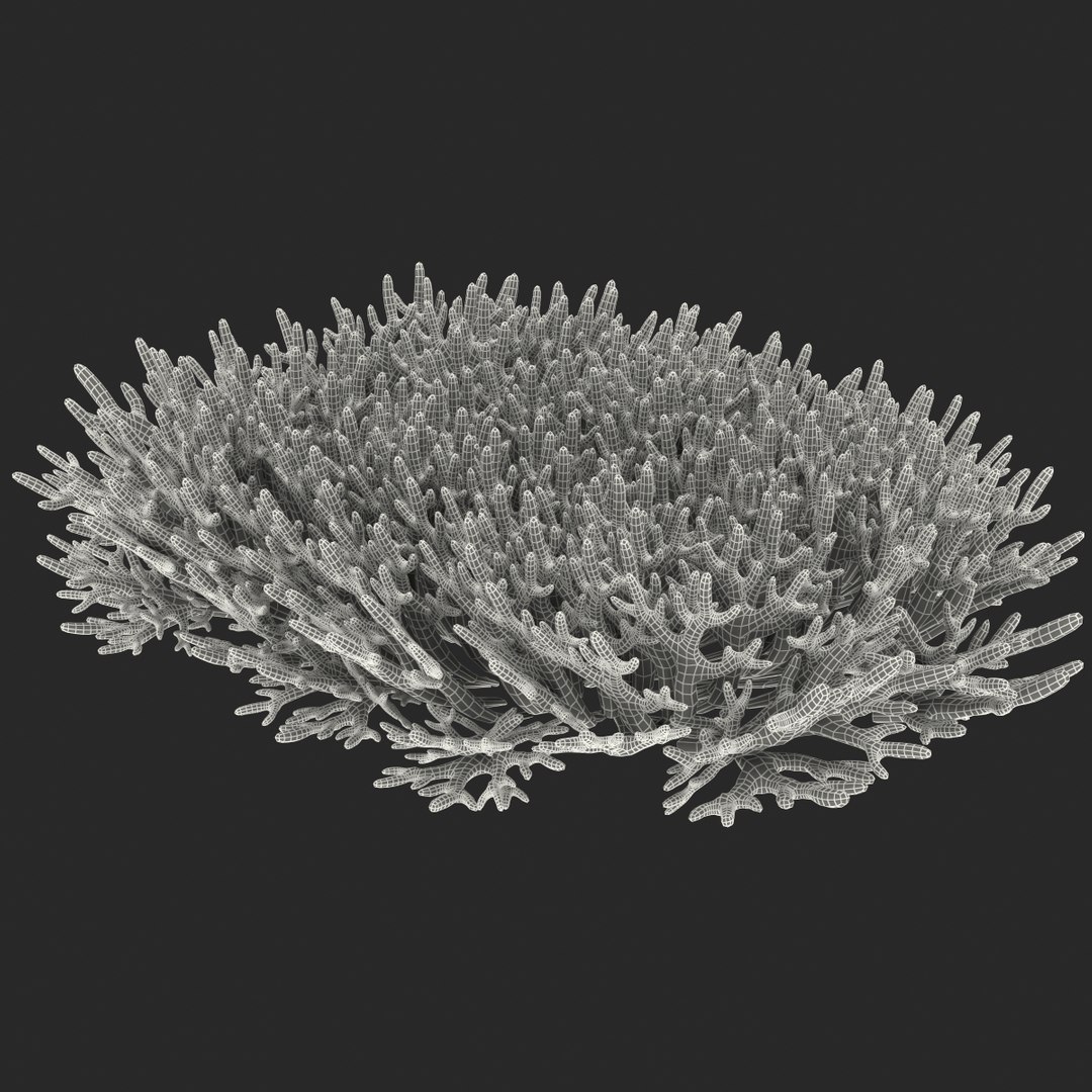 Acropora Coral 2 3d Model