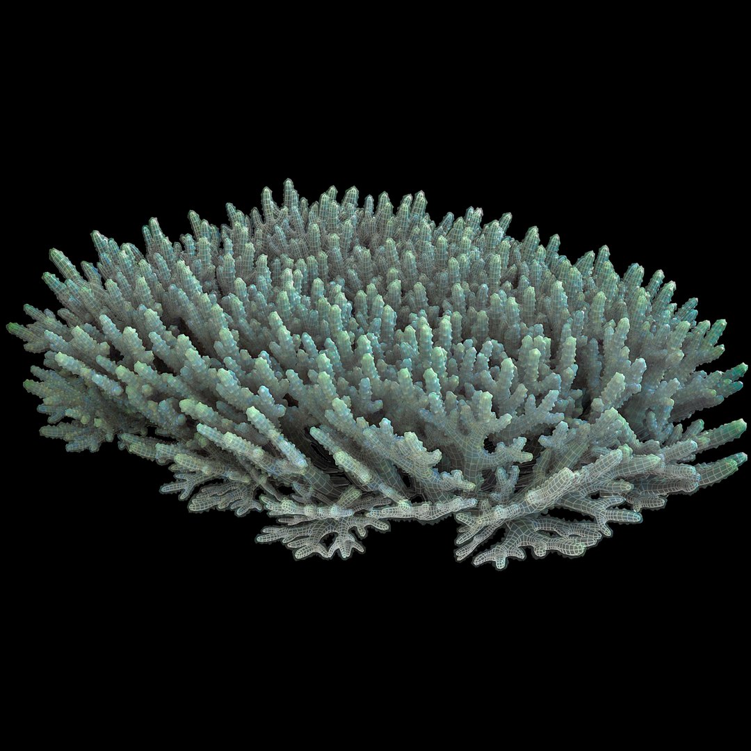 Acropora Coral 2 3d Model
