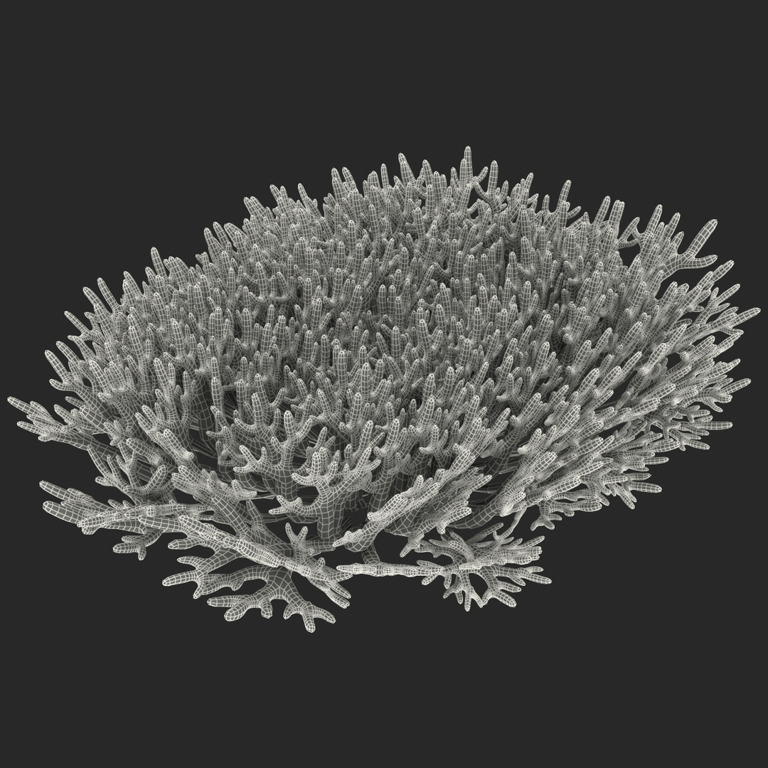 acropora coral 2 3d model