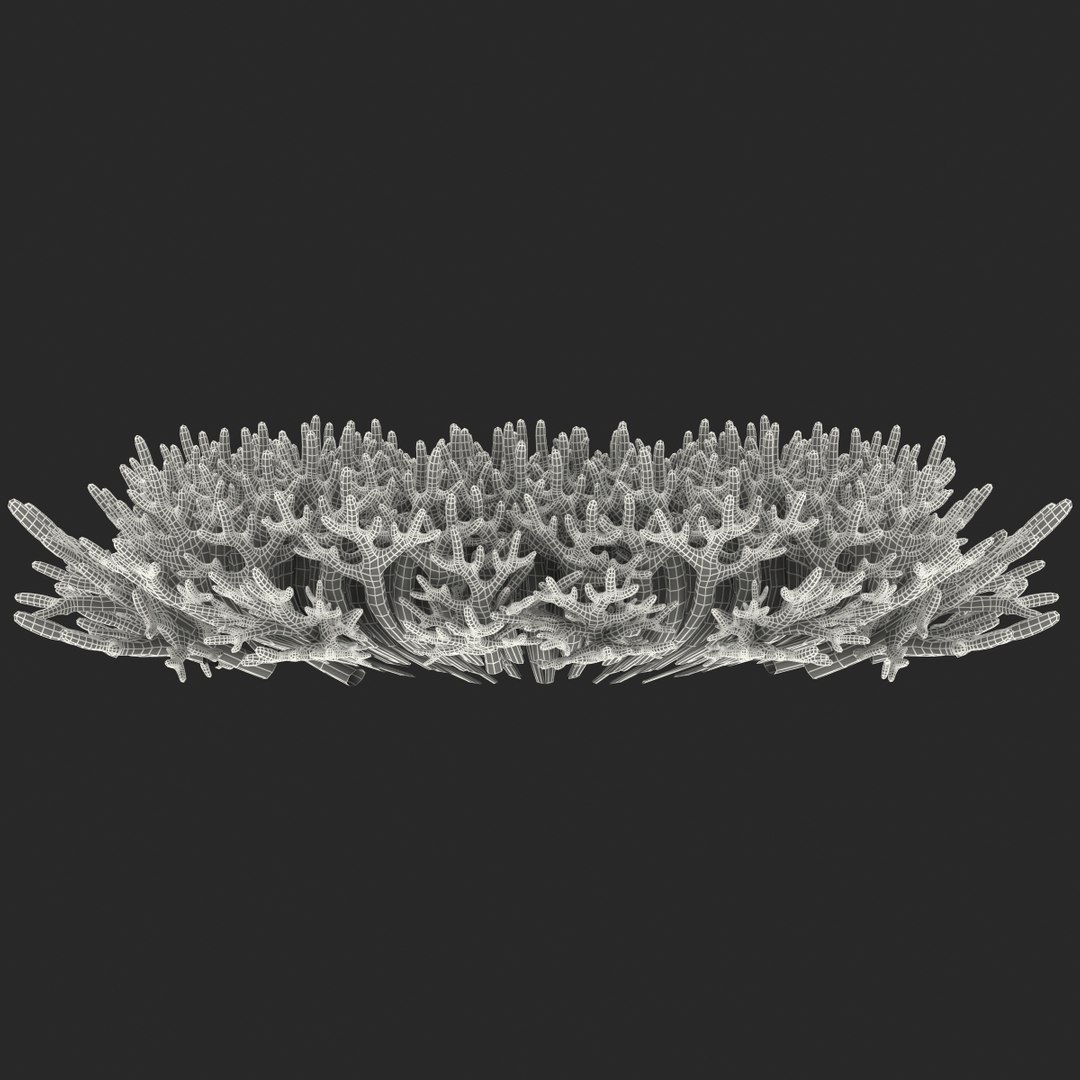 Acropora Coral 2 3d Model