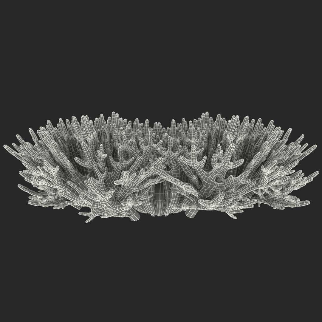 acropora coral 2 3d model
