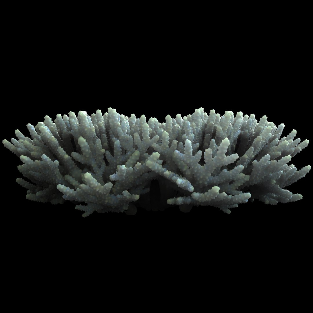 Acropora Coral 2 3d Model