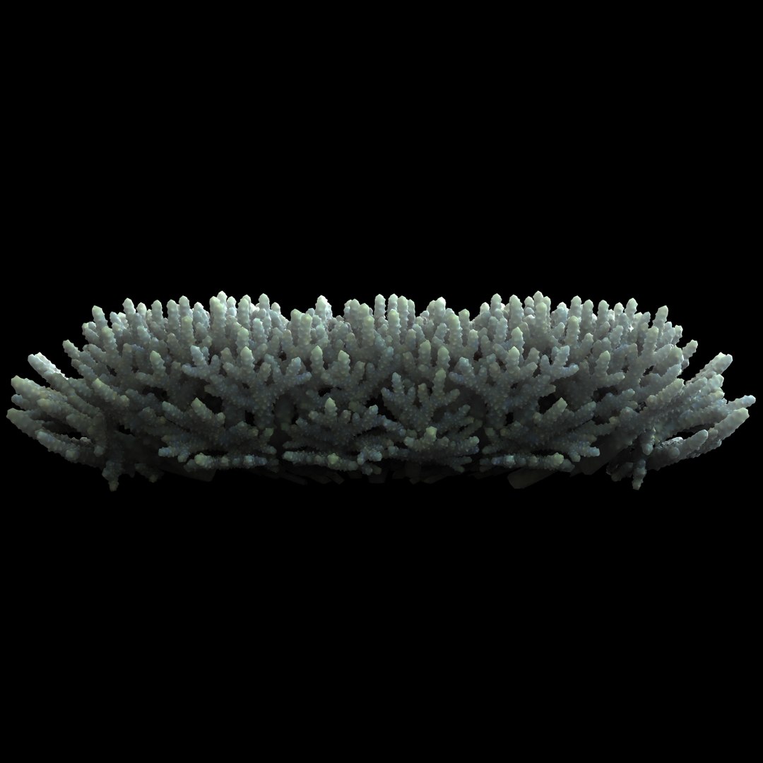 Acropora Coral 2 3d Model