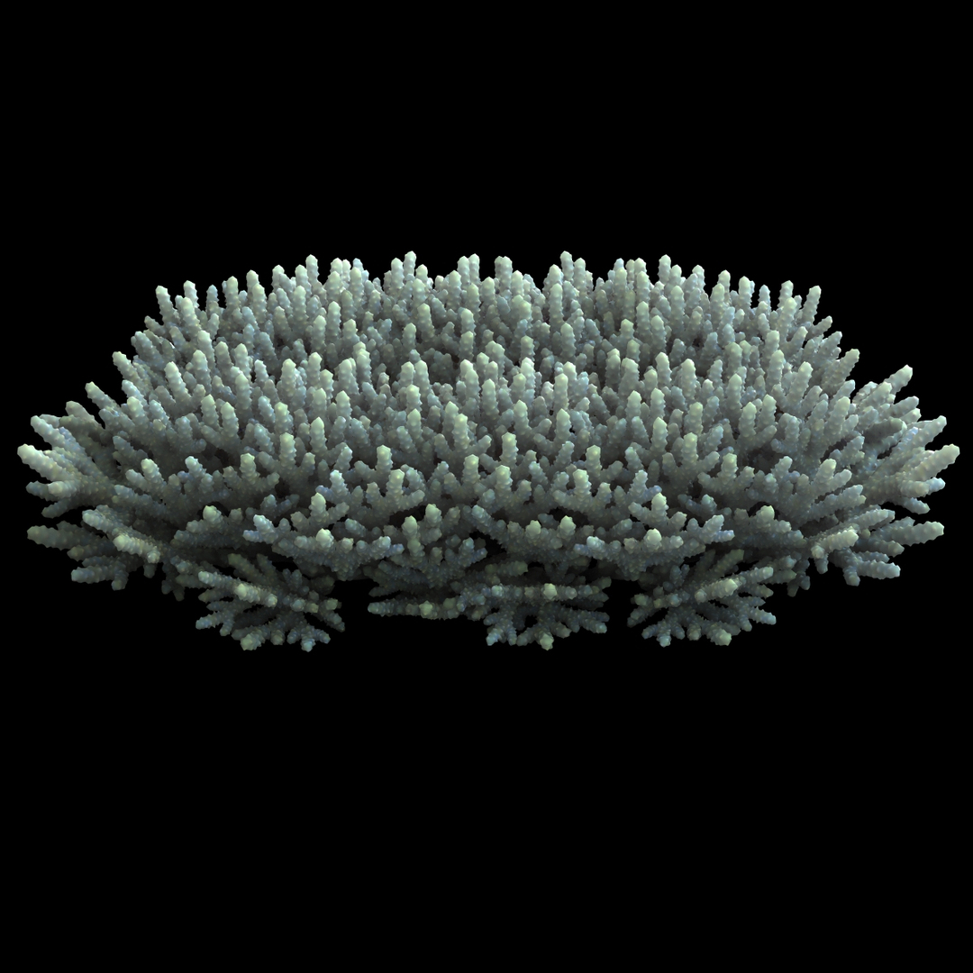 Acropora Coral 2 3d Model