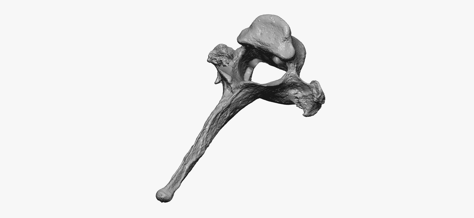Domestic Cat Thoracic Vertebrae TH5 RAW Scan 3D Model - TurboSquid 2143283