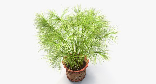 Cyperus papyrus plant pot 3D model - TurboSquid 1195356