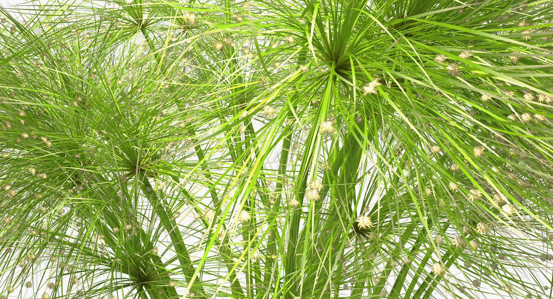 Cyperus papyrus plant pot 3D model - TurboSquid 1195356