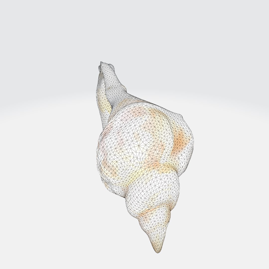 Seashell Conch Spiral Shape 3D - TurboSquid 2268813