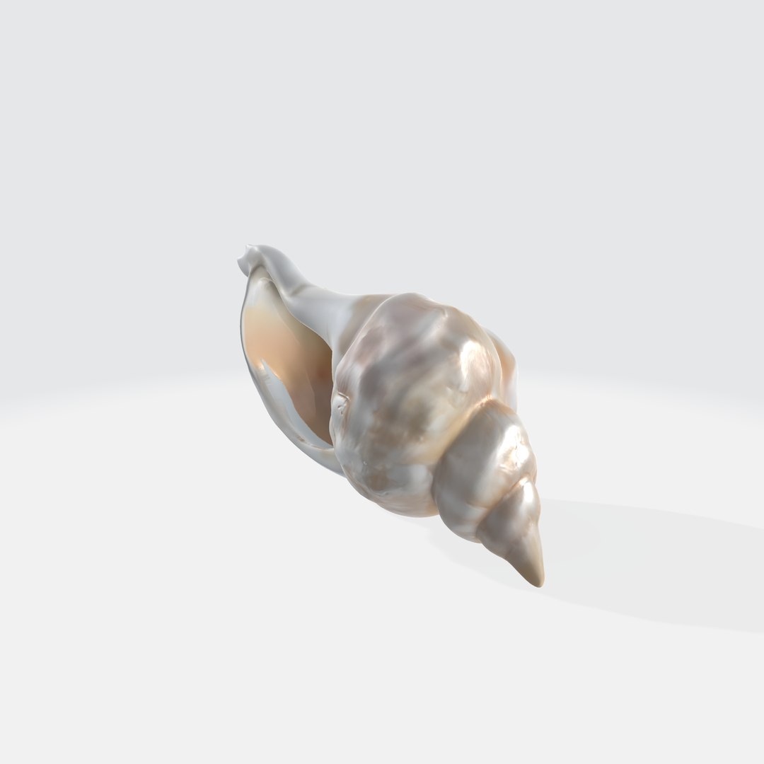 Seashell Conch Spiral Shape 3D - TurboSquid 2268813