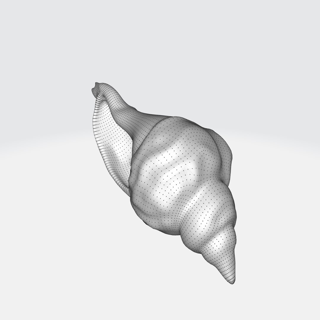 Seashell Conch Spiral Shape 3D - TurboSquid 2268813