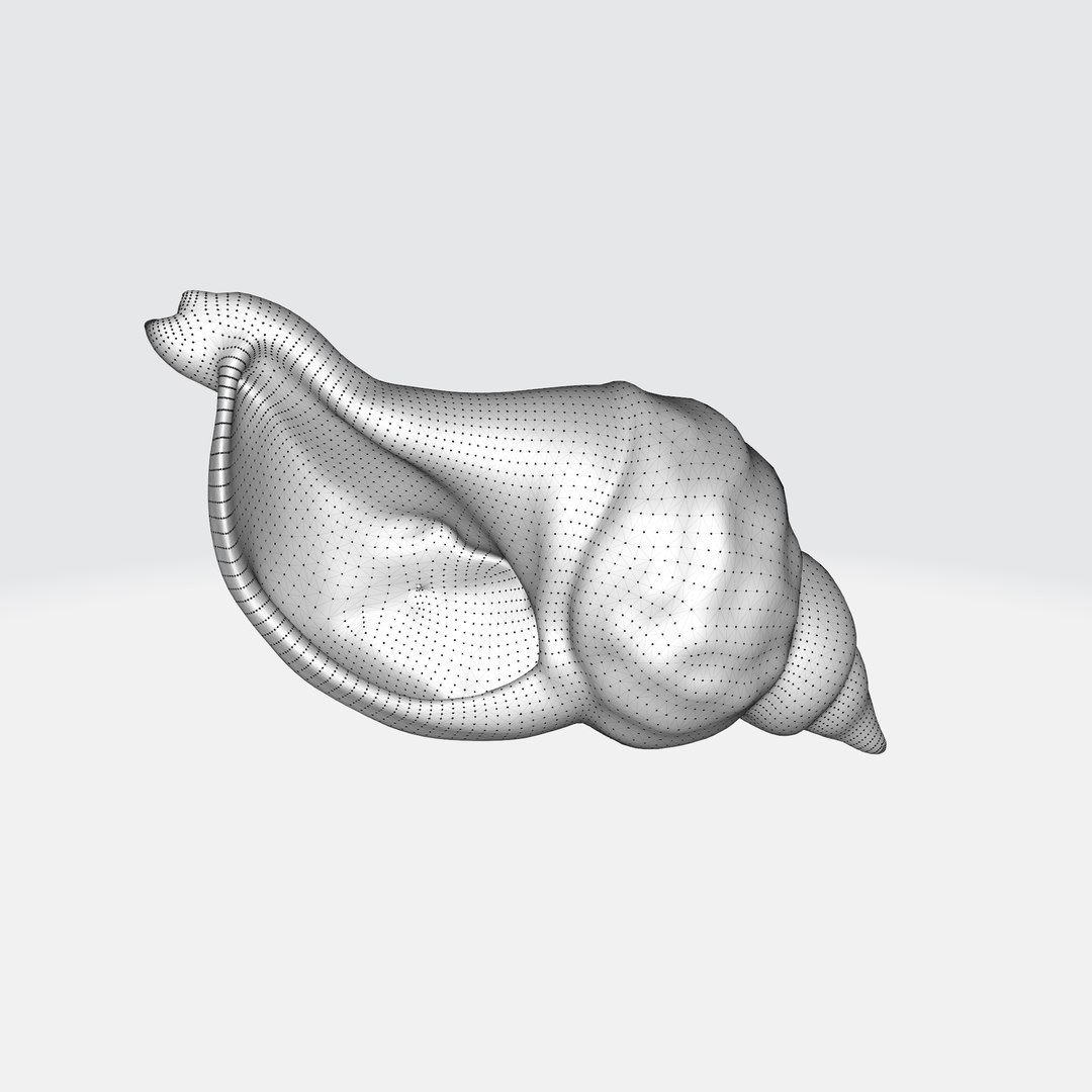 Seashell Conch Spiral Shape 3D - TurboSquid 2268813