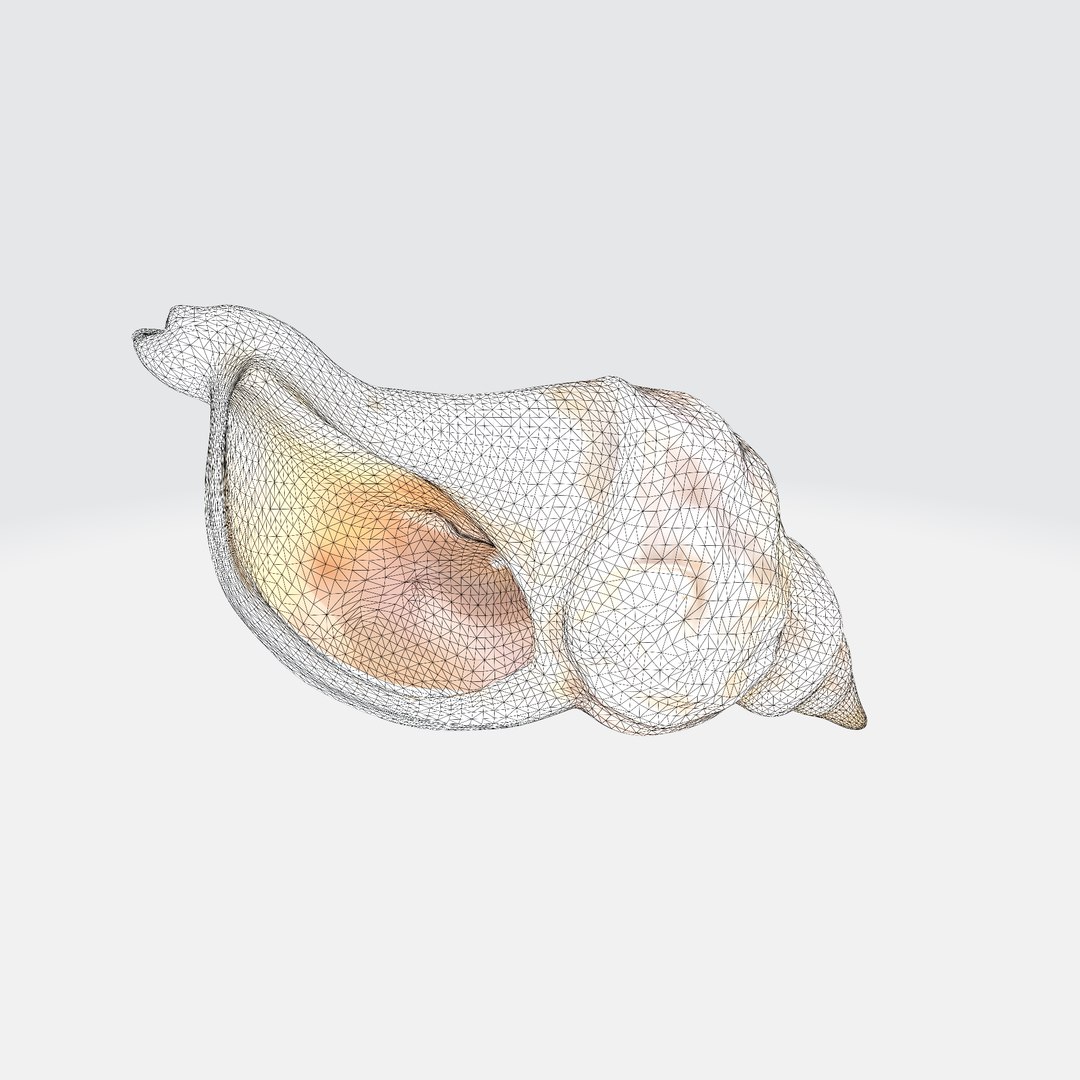 Seashell Conch Spiral Shape 3D - TurboSquid 2268813