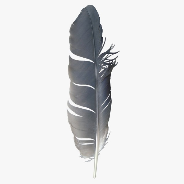 3D Feather Models | TurboSquid