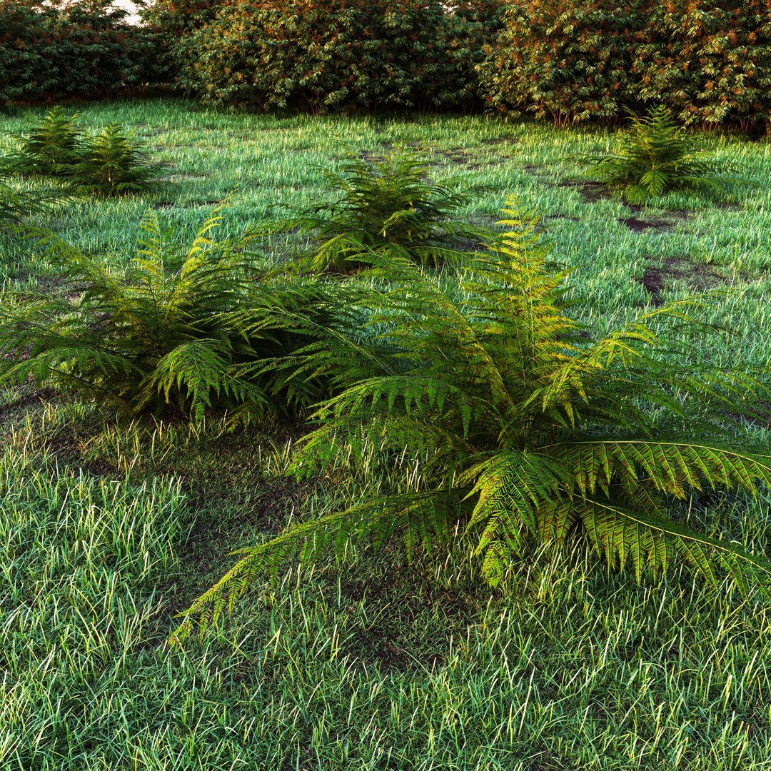 Fern 3D Model - TurboSquid 1862339