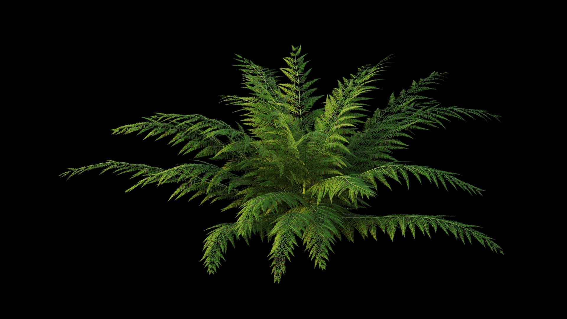 Fern 3D Model - TurboSquid 1862339