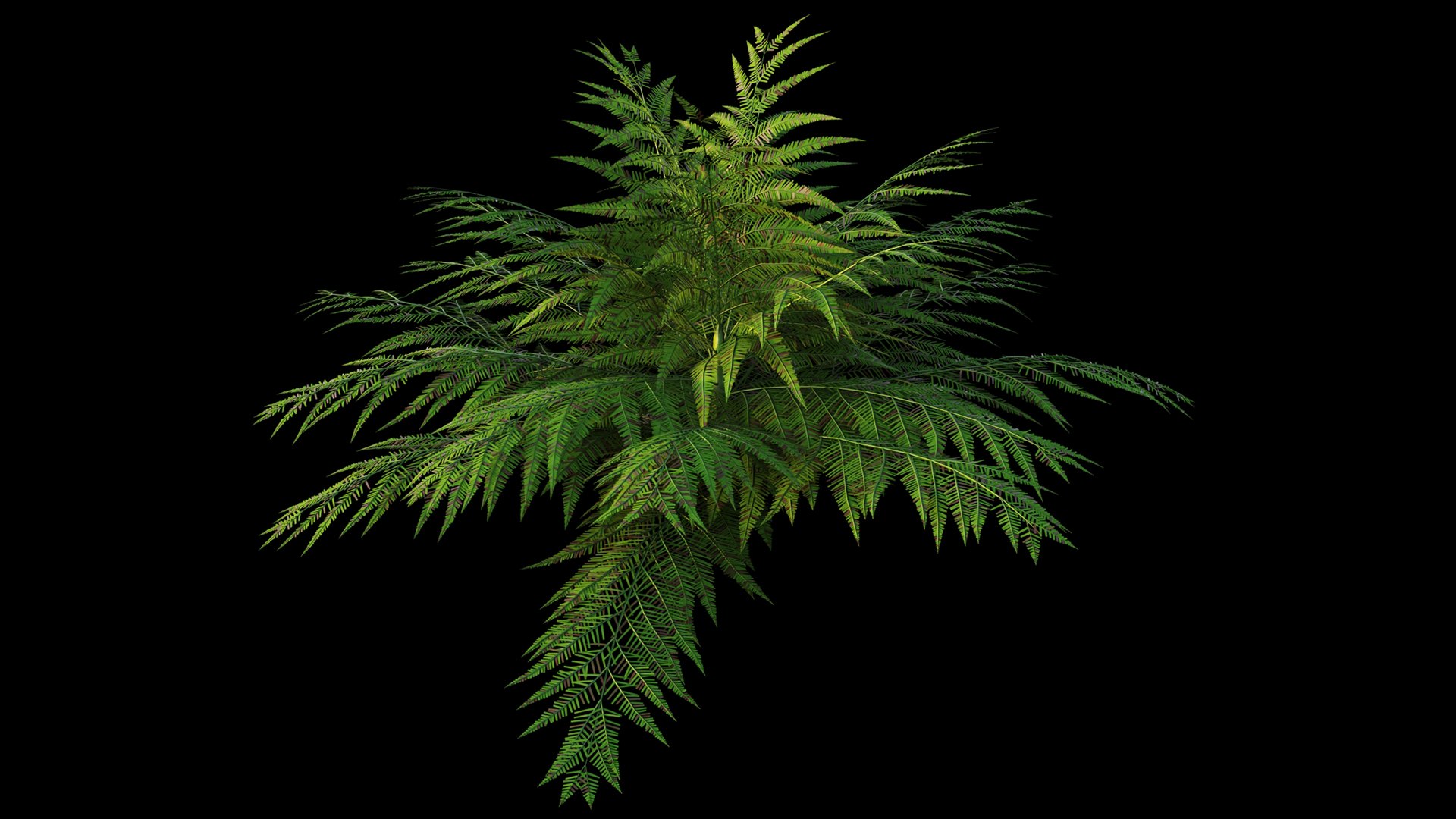 Fern 3D Model - TurboSquid 1862339