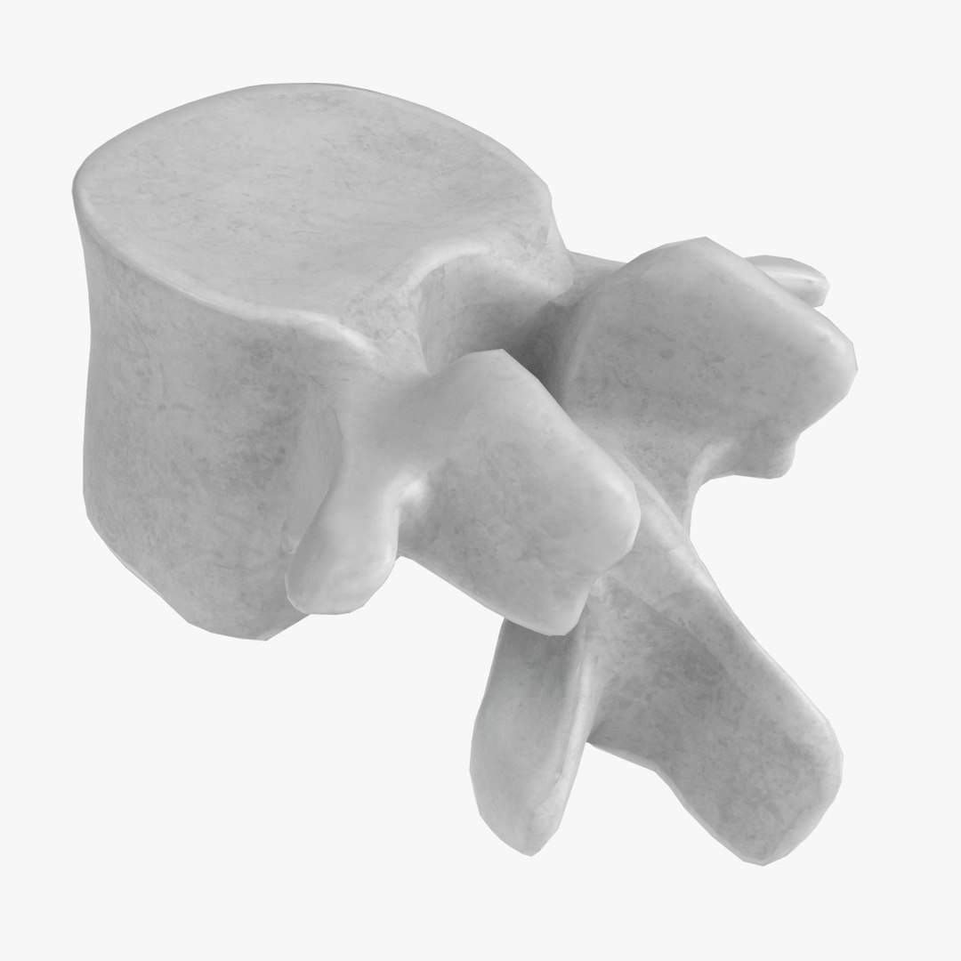 Human Lumbar Vertebra 3D Model - TurboSquid 1170151