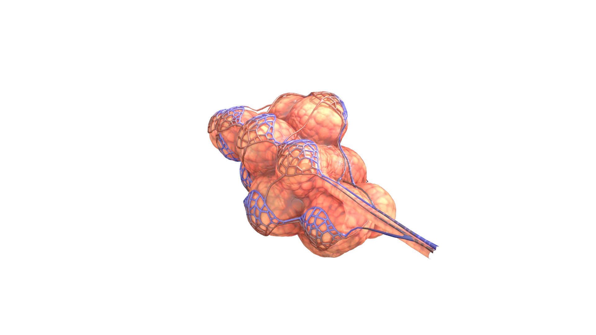 Pulmonary Alveoli 3d Model