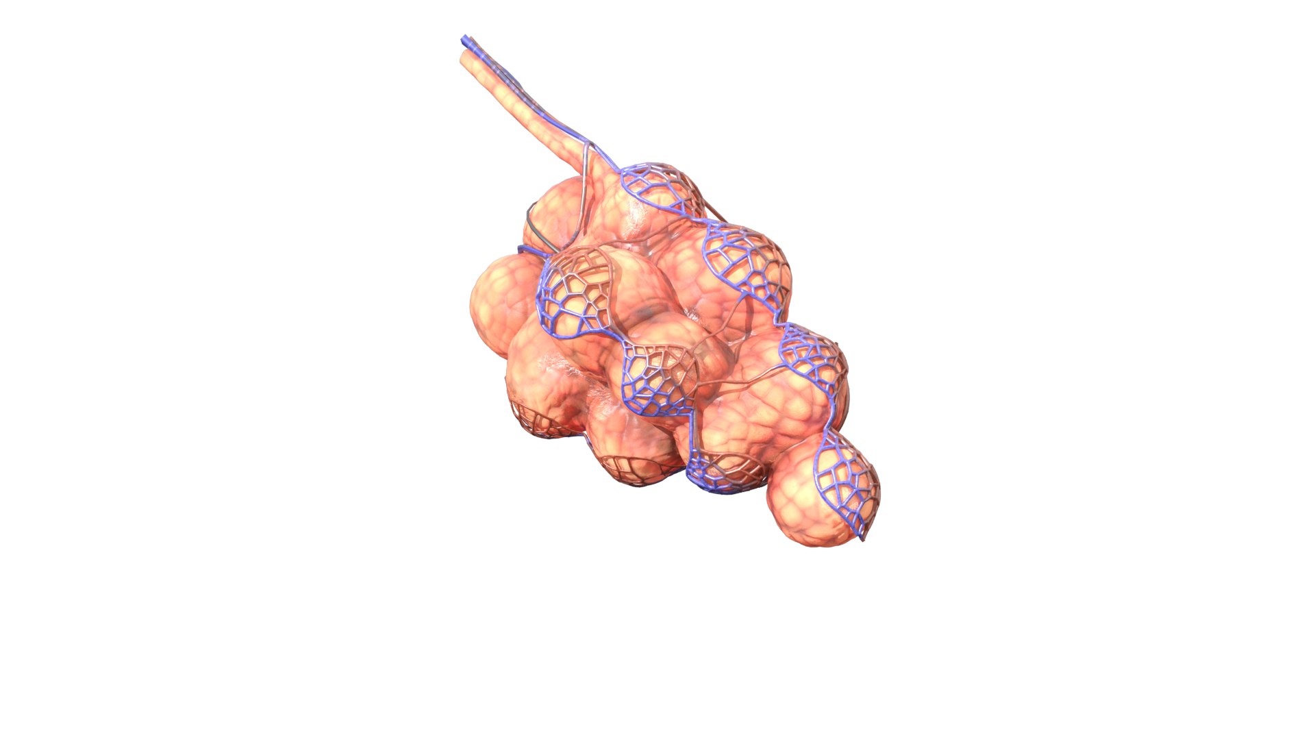 Pulmonary Alveoli 3d Model