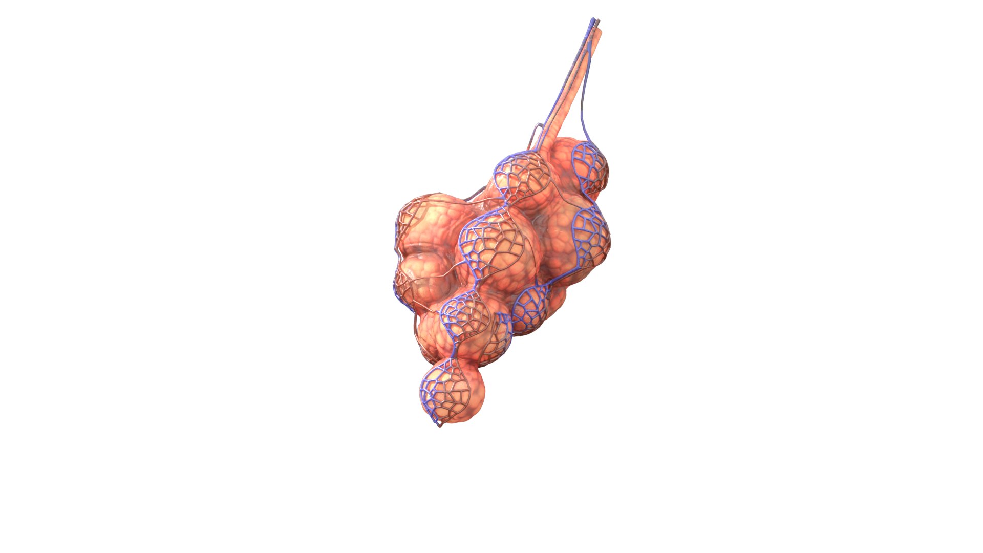 Pulmonary Alveoli 3d Model