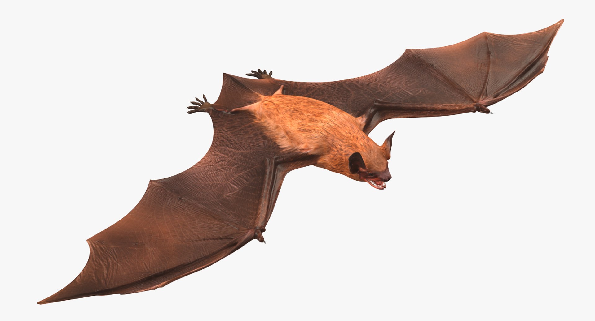 Bat Rigged 3d C4d
