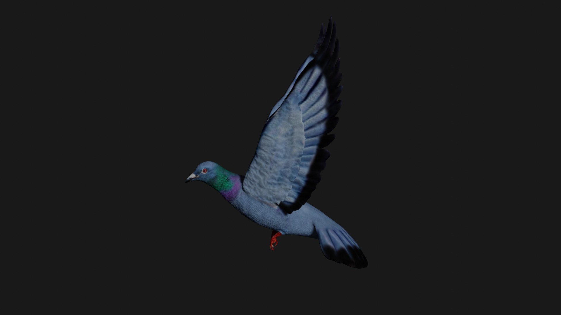 Fully Rigged Standing and Flying Pigeon 3D model - TurboSquid 1760193