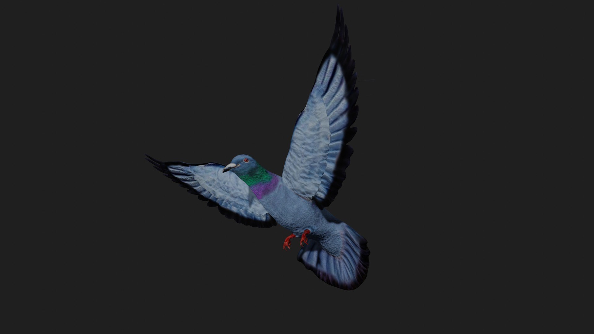 Fully Rigged Standing and Flying Pigeon 3D model - TurboSquid 1760193