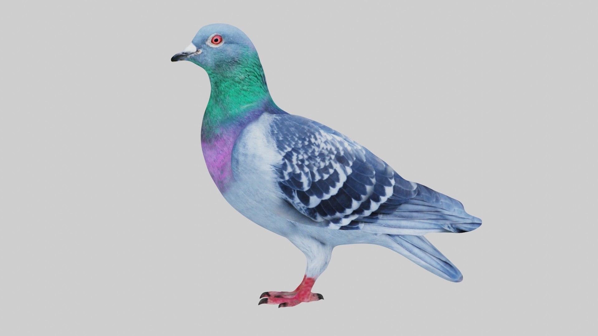Fully Rigged Standing and Flying Pigeon 3D model - TurboSquid 1760193
