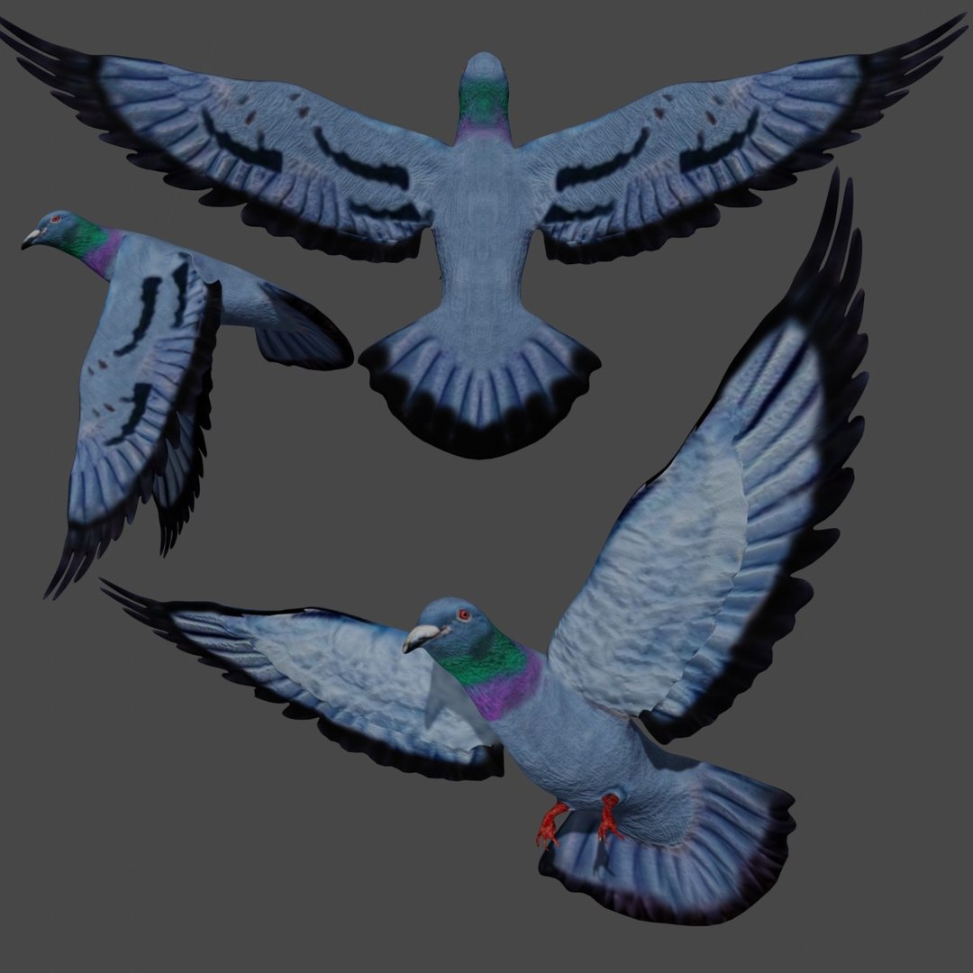 Fully Rigged Standing and Flying Pigeon 3D model - TurboSquid 1760193
