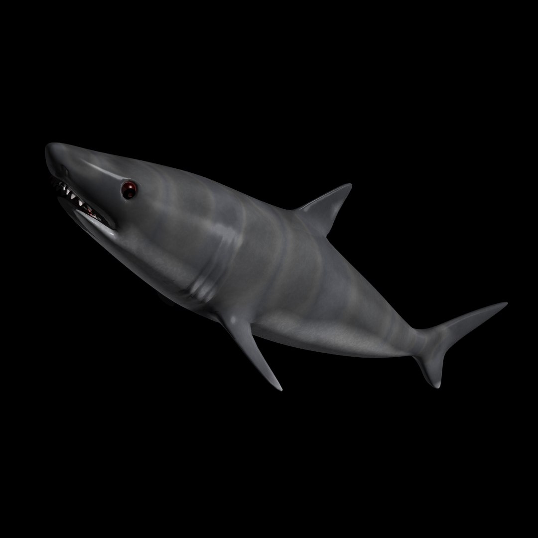 3d shark model