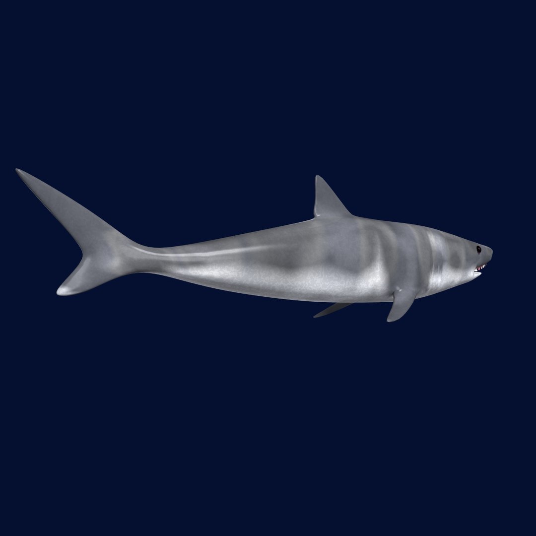 3d shark model