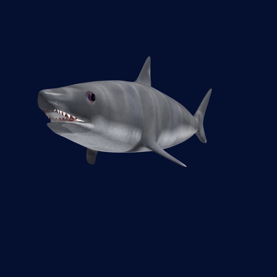 3d shark model