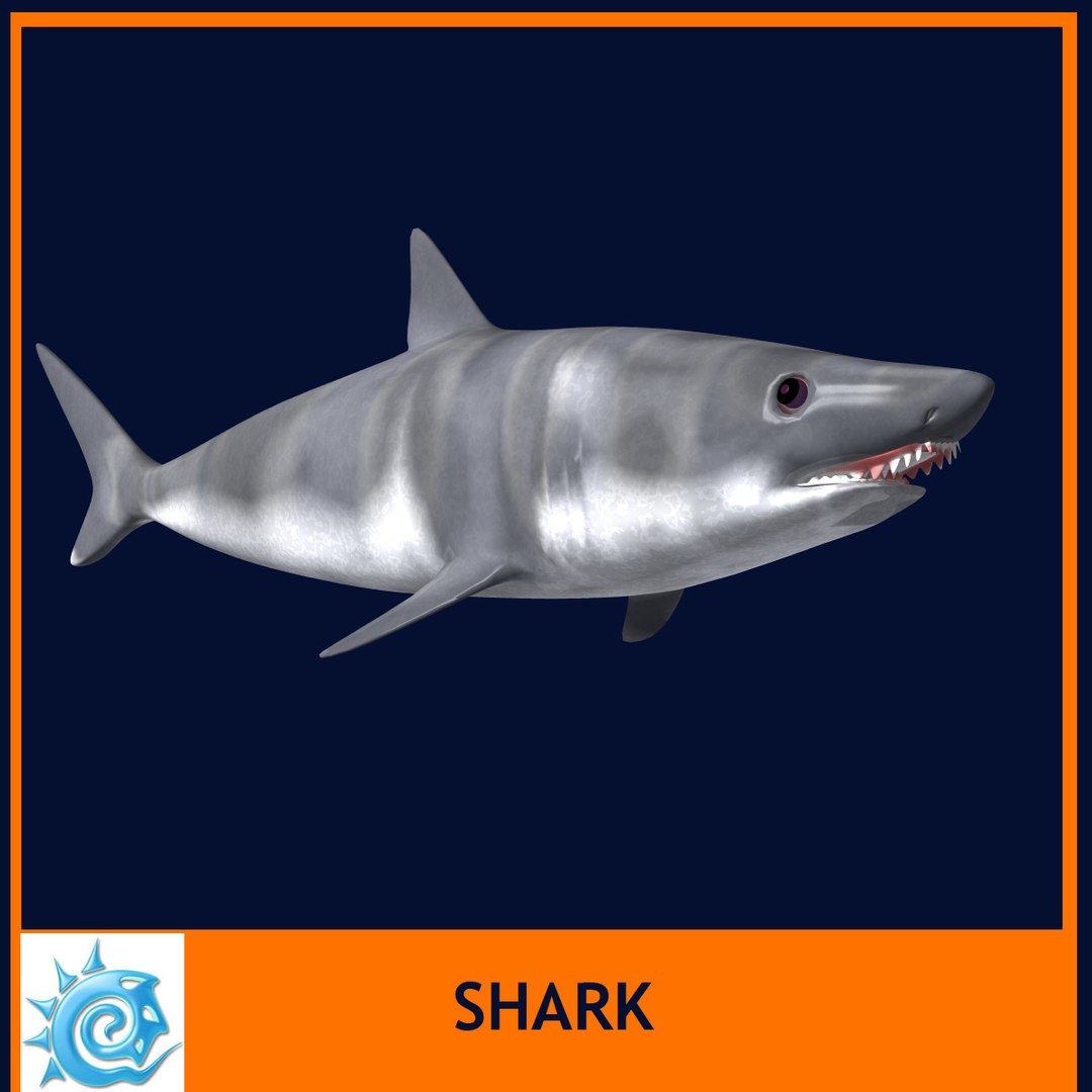 3d shark model