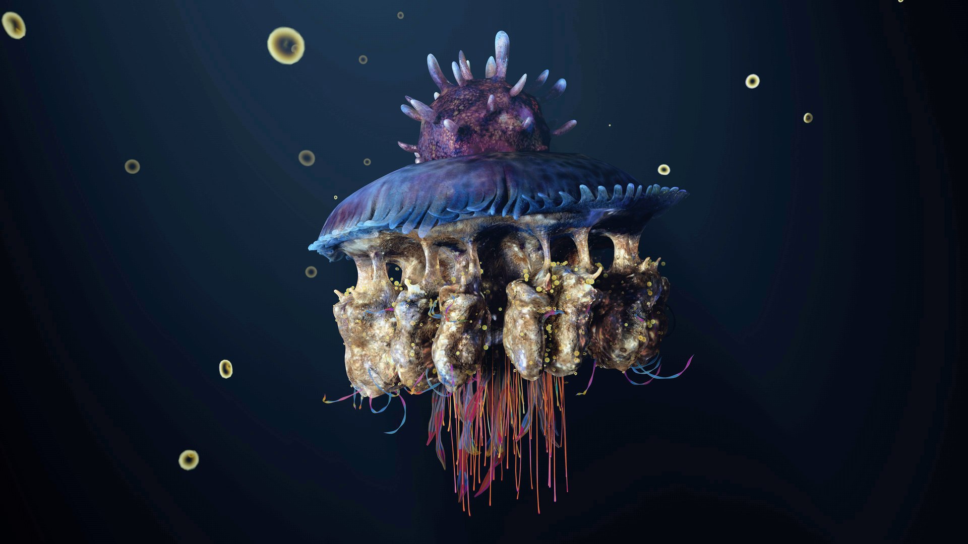 Jellyfish Crown Animated 3D Model - TurboSquid 1750817