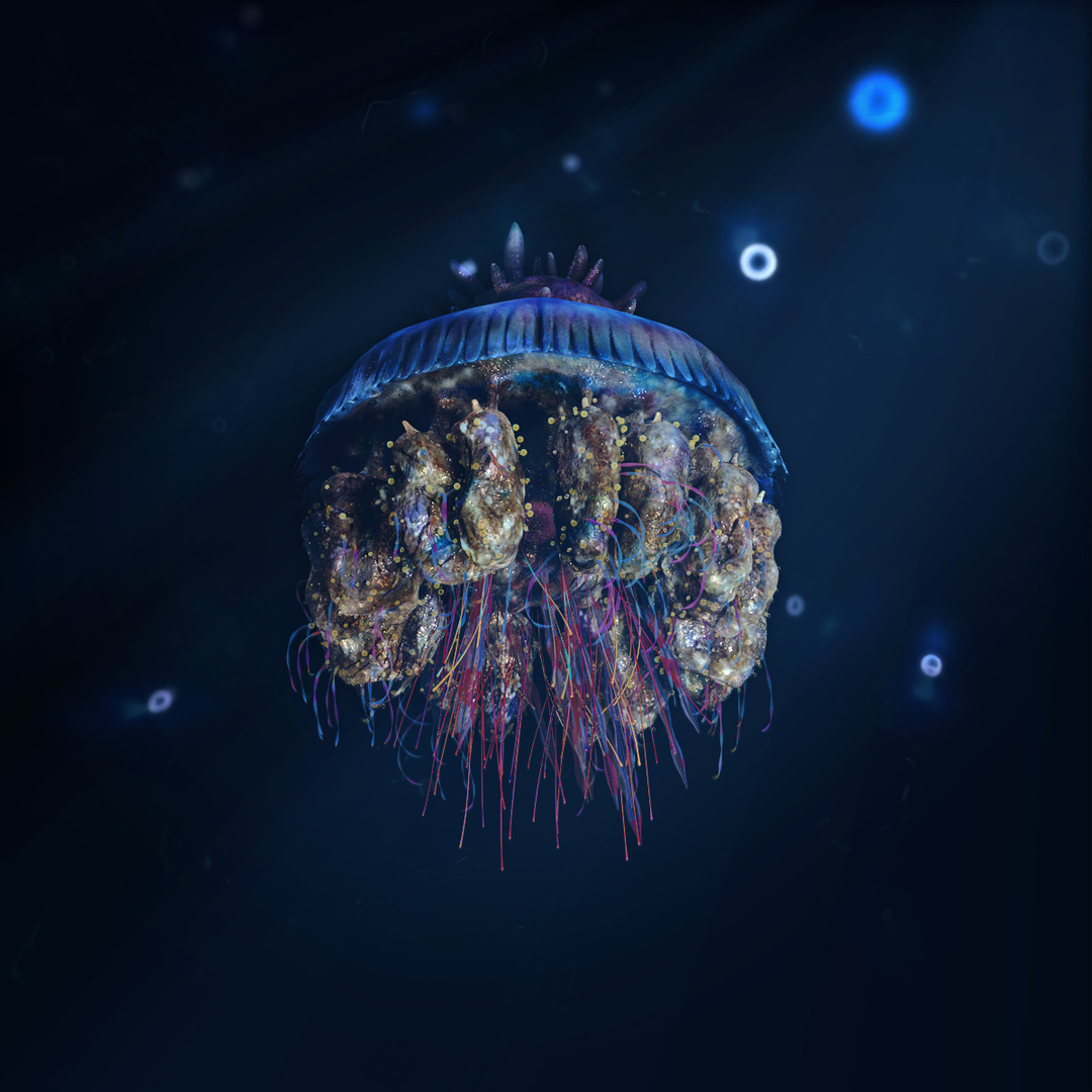 Jellyfish Crown Animated 3D model - TurboSquid 1750817